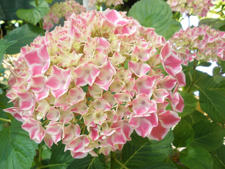 Hydrangea Rangers